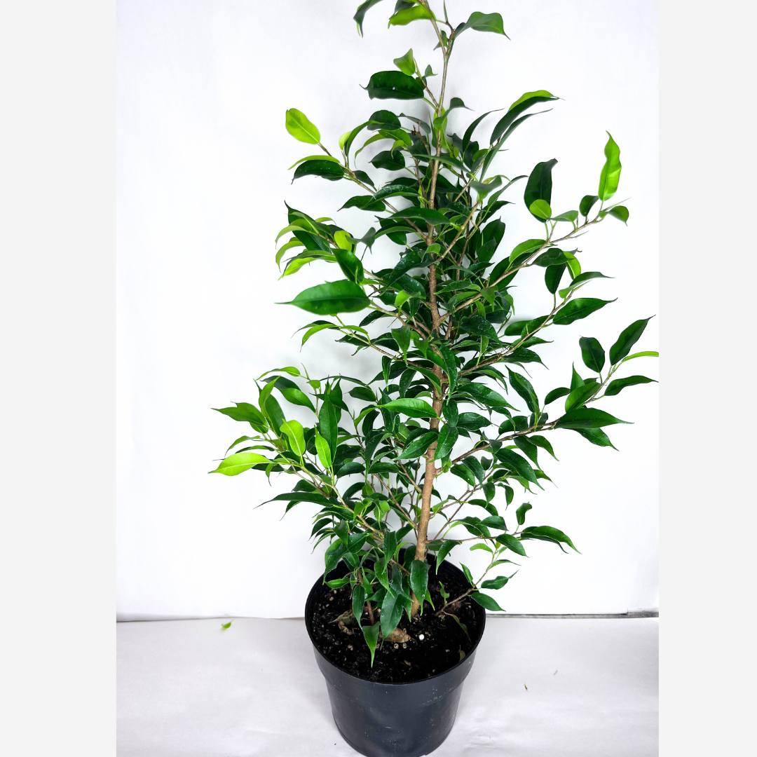 Ficus Benjamina - Espace Plantes