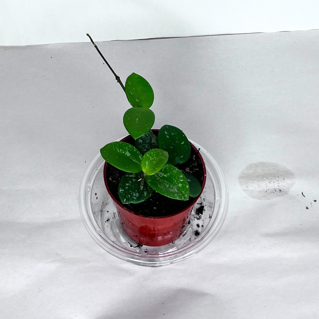 Hoya Mathilde Splash - Espace Plantes